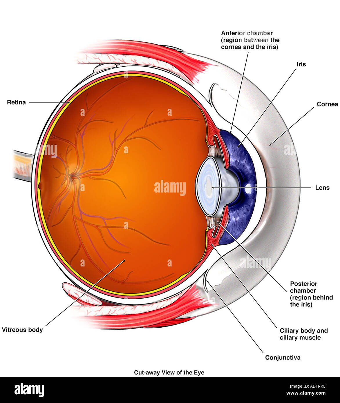 Posterior chamber hi-res stock photography and images - Alamy
