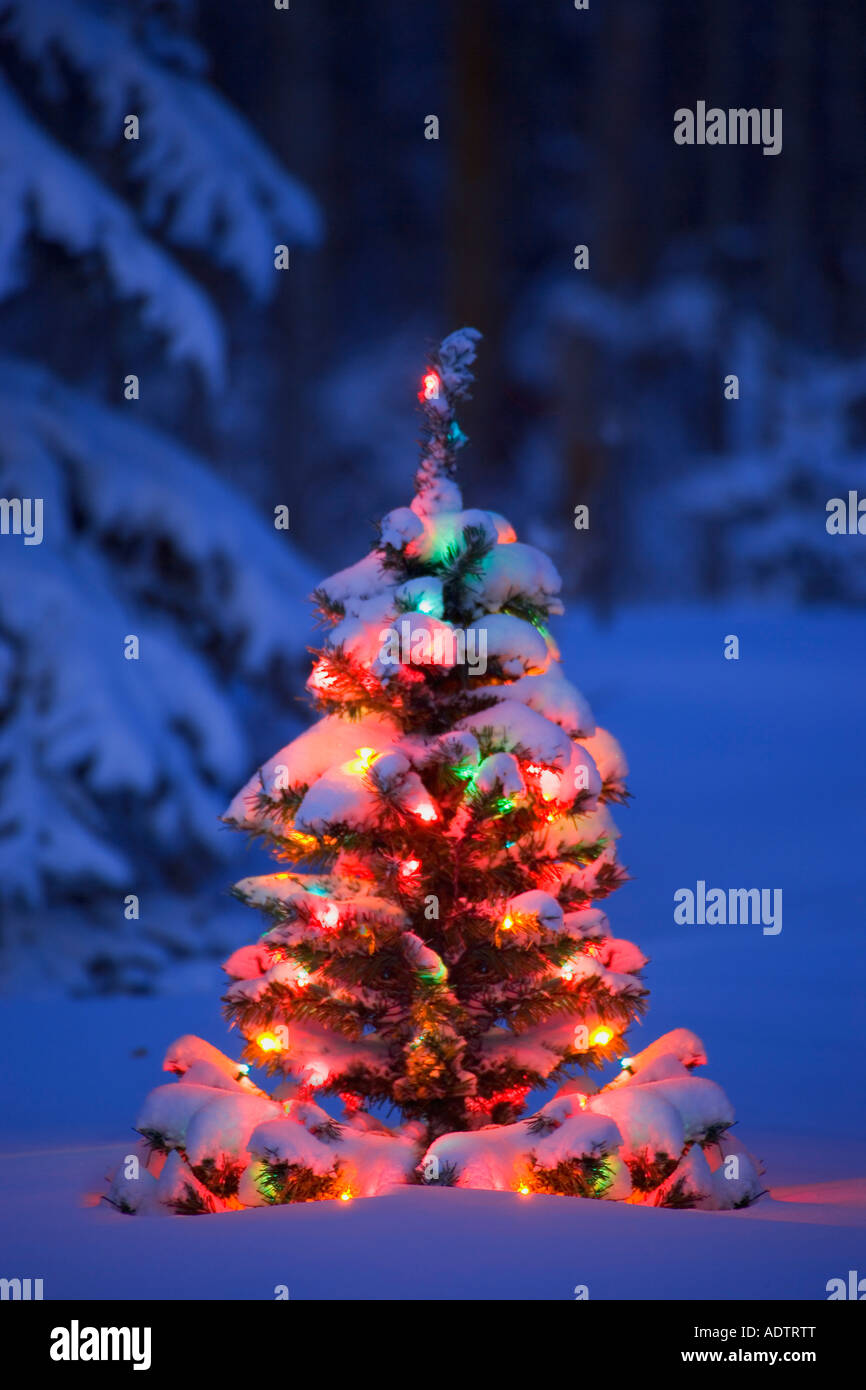 Illuminated Christmas tree in a forest Stock Photo - Alamy