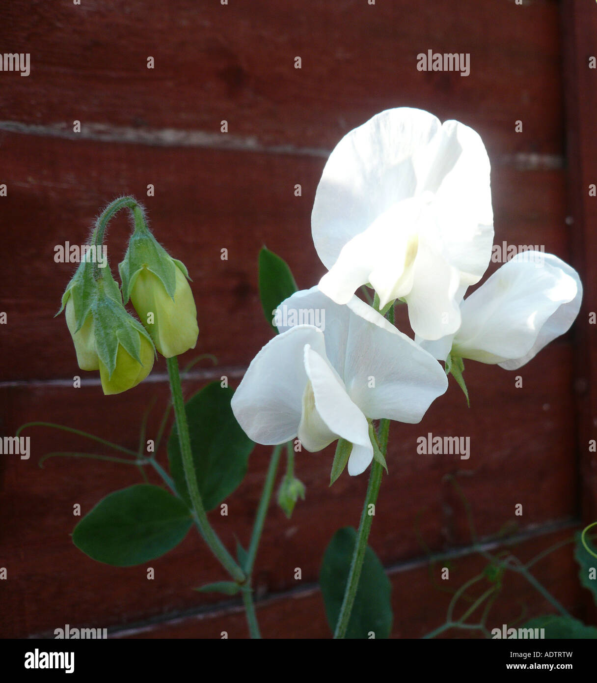 White Sweet Pea Stock Photo - Alamy