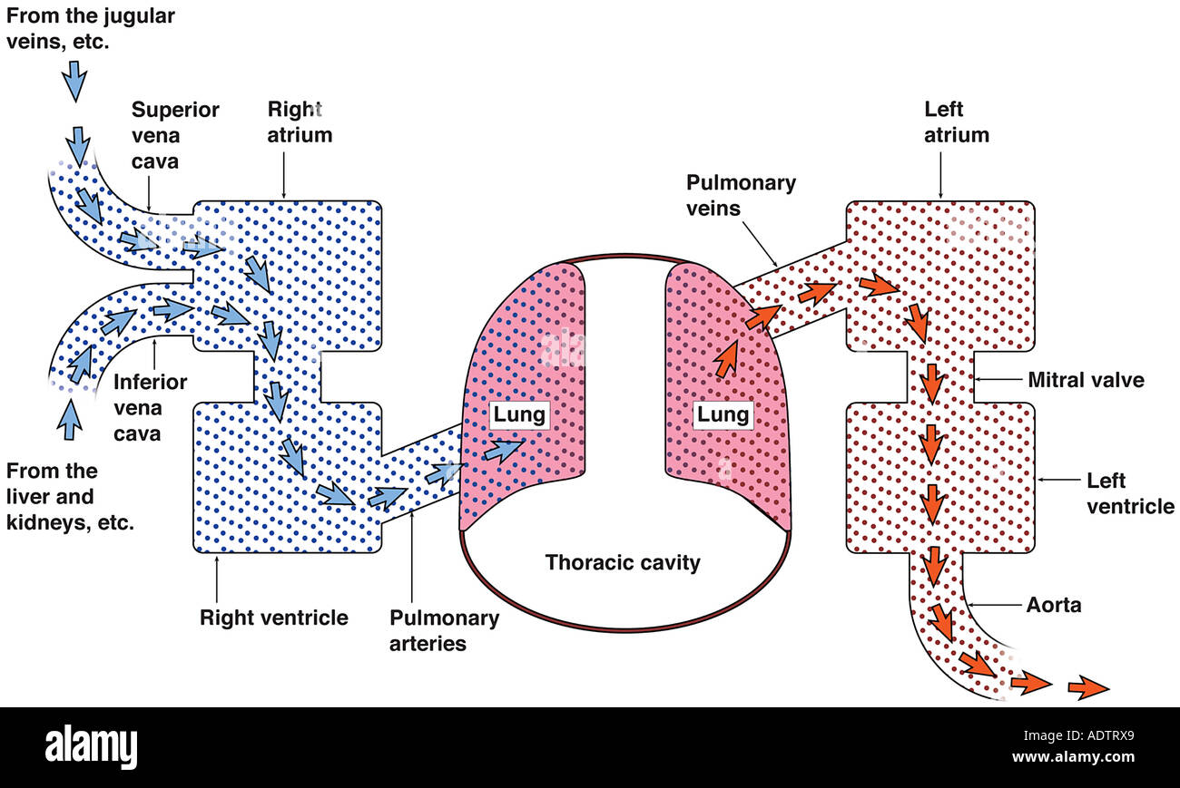 Aortic Valve Surgery High Resolution Stock Photography and Images - Alamy