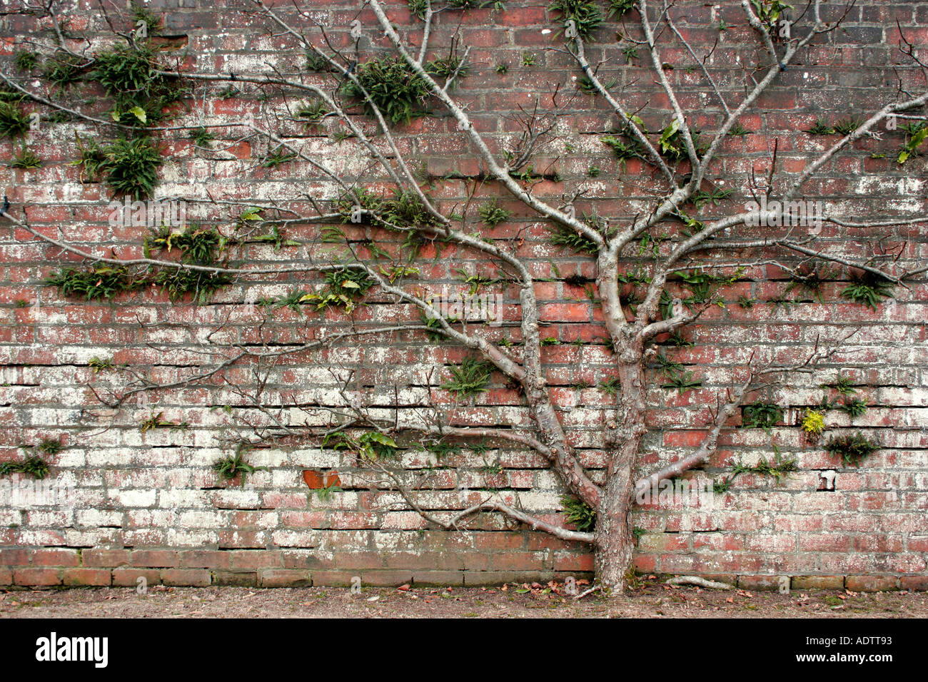 Fruit tree trained against brick wall in walled garden showing network ...