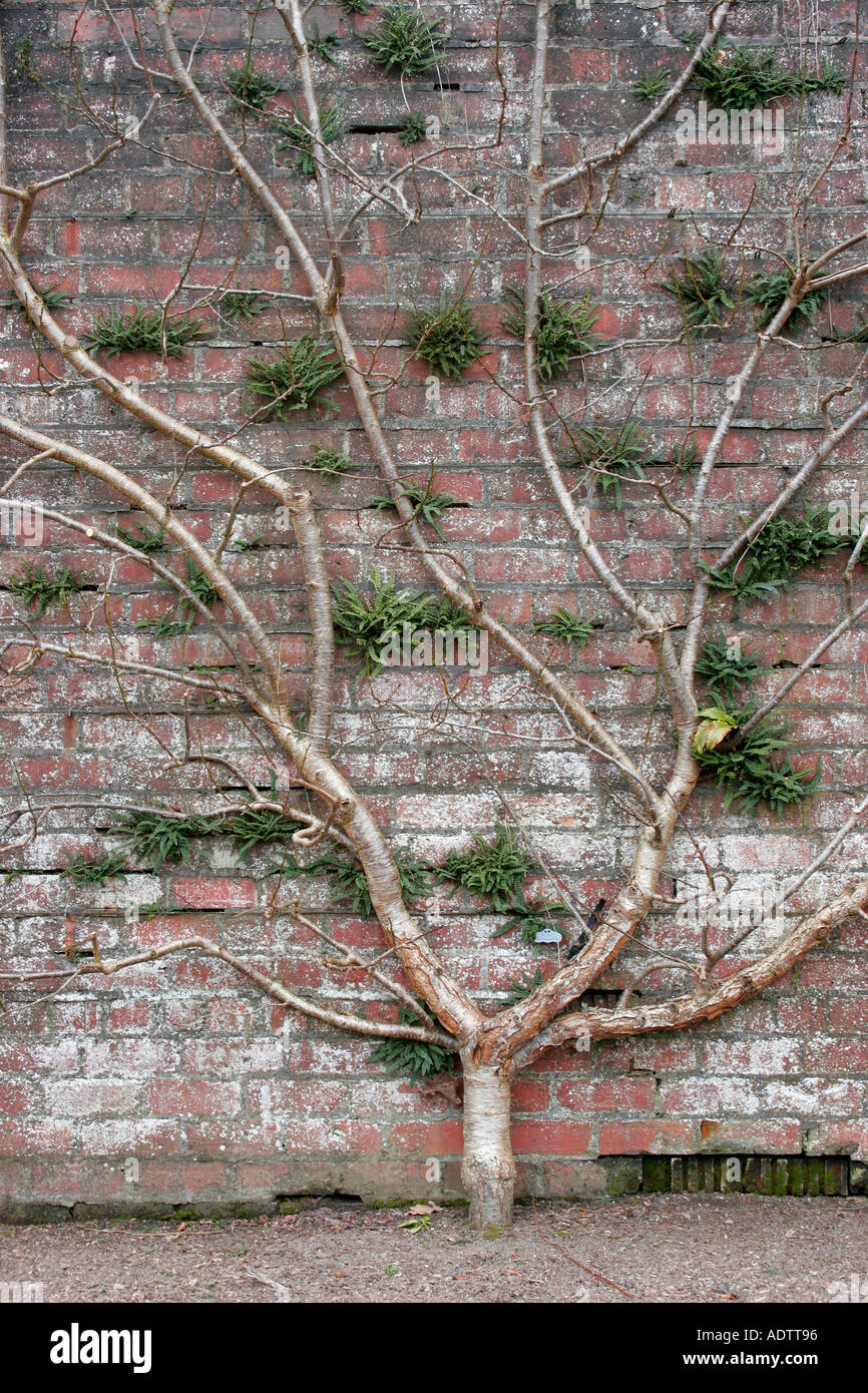 Plum tree Oullins Golden Gage trained against brick wall in walled ...