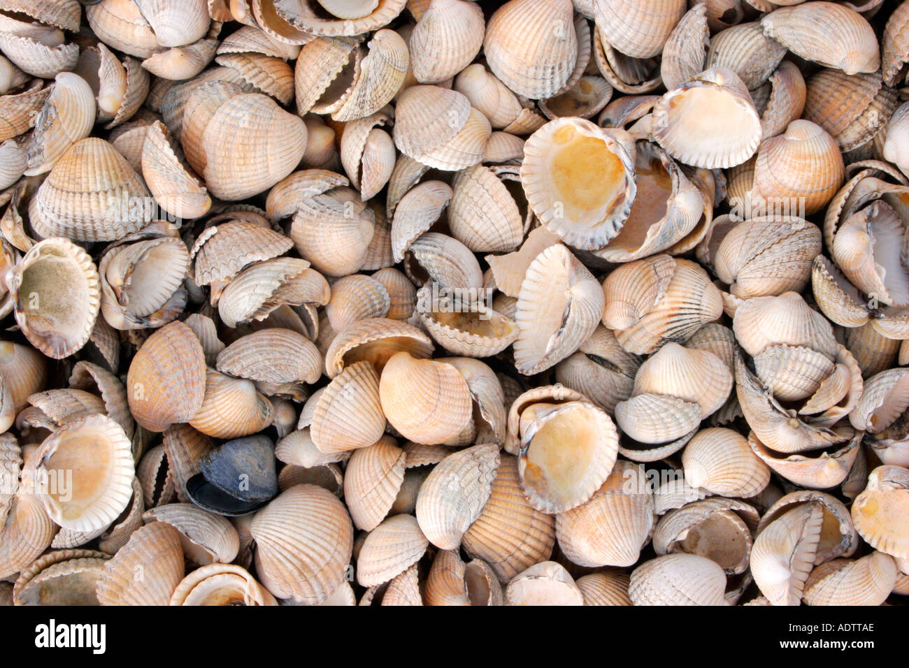 Cockling hi-res stock photography and images - Alamy