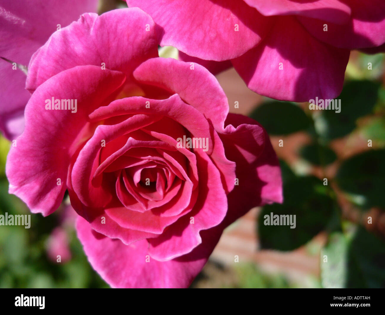 Rose macros hi-res stock photography and images - Alamy