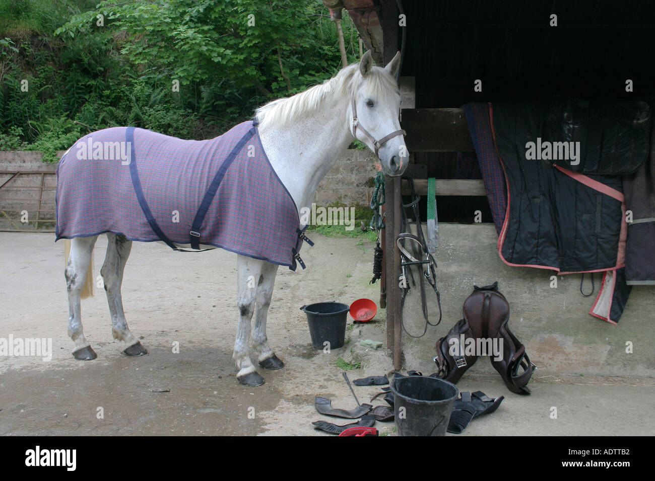 Horse at stables getting tacked up Stock Photo - Alamy