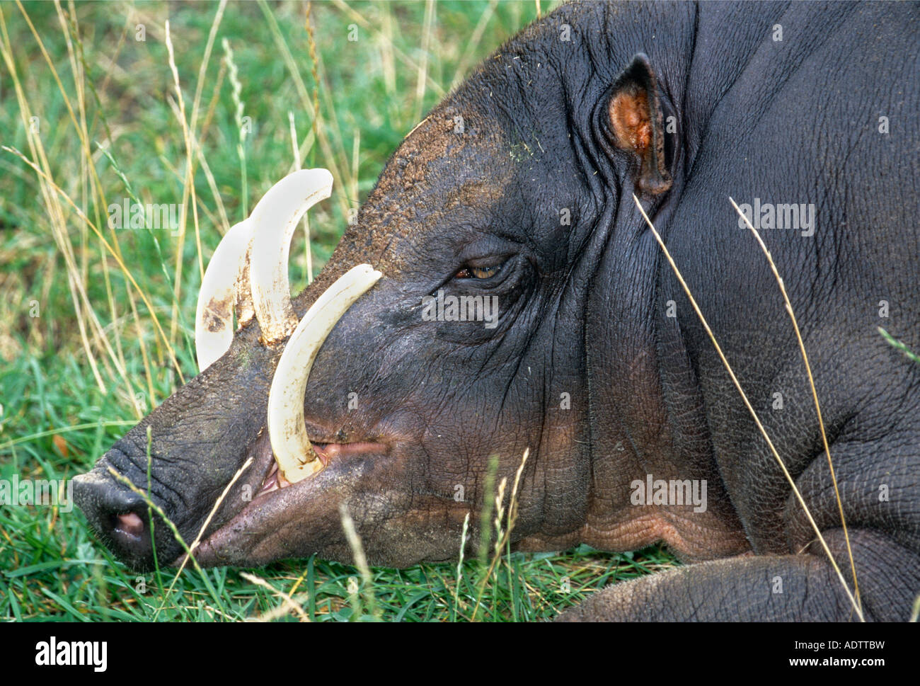 Babyrussa High Resolution Stock Photography and Images - Alamy