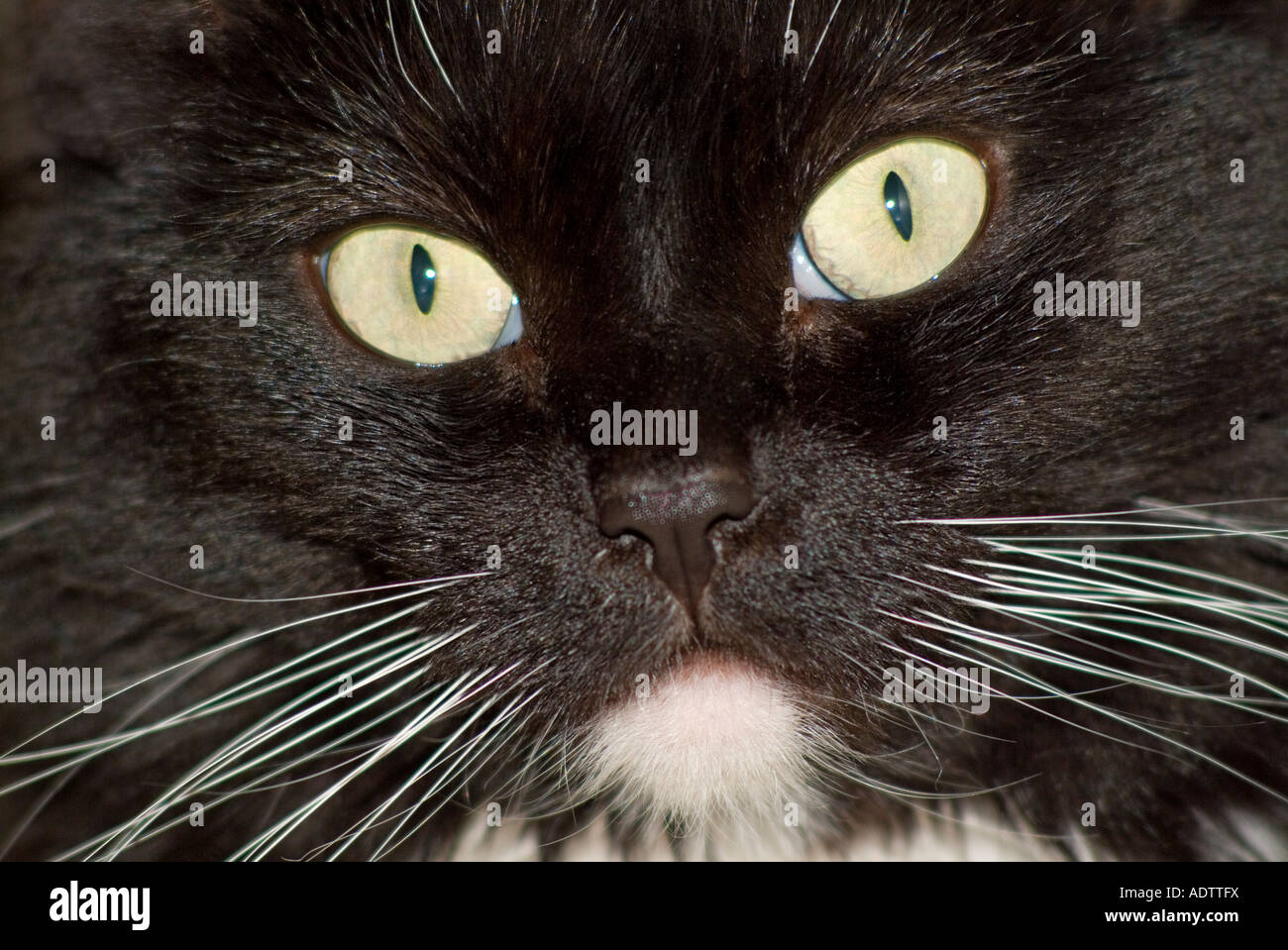Predominant white hi-res stock photography and images - Alamy