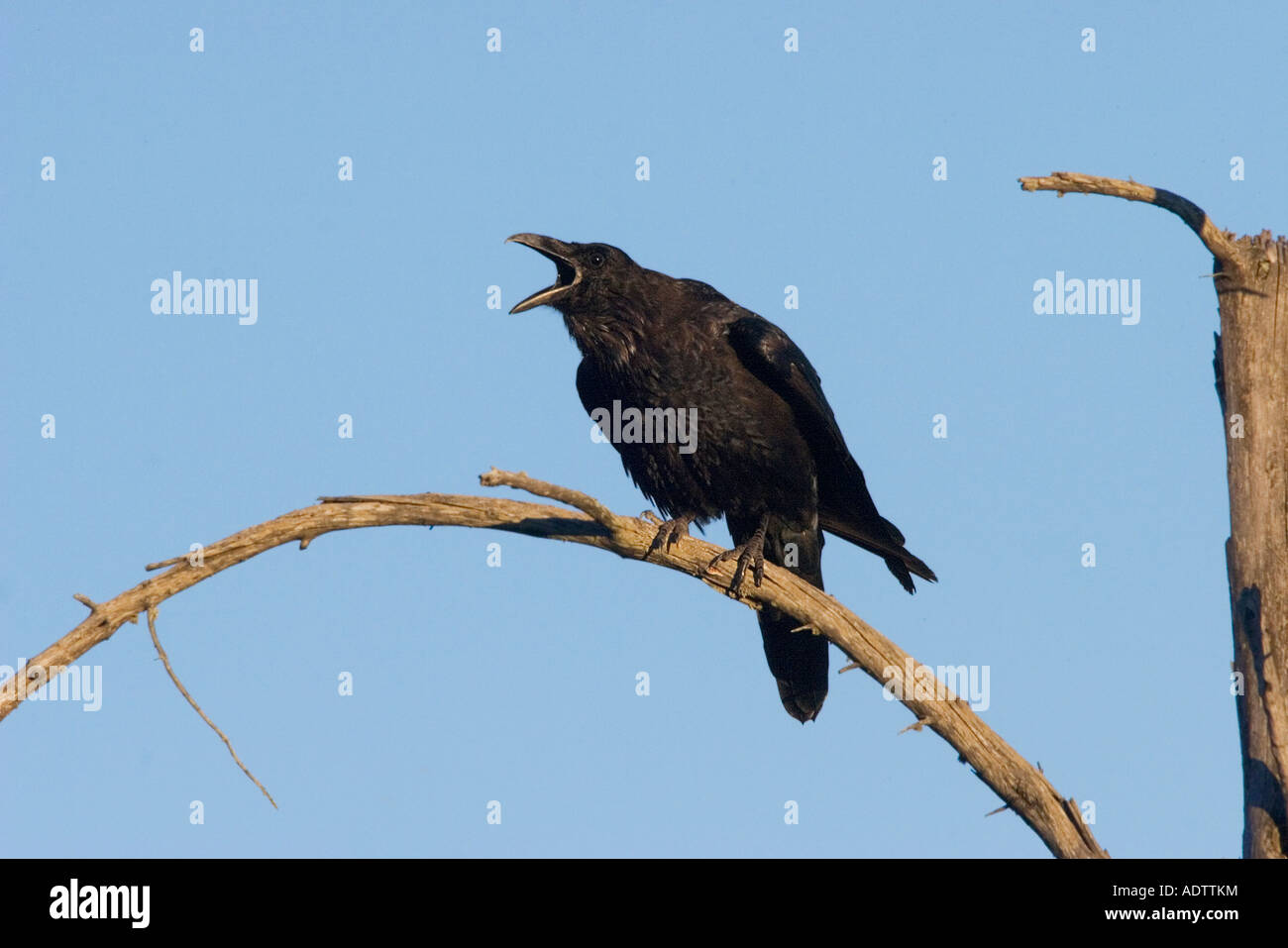 The glossy black feathers common raven hi-res stock photography and ...