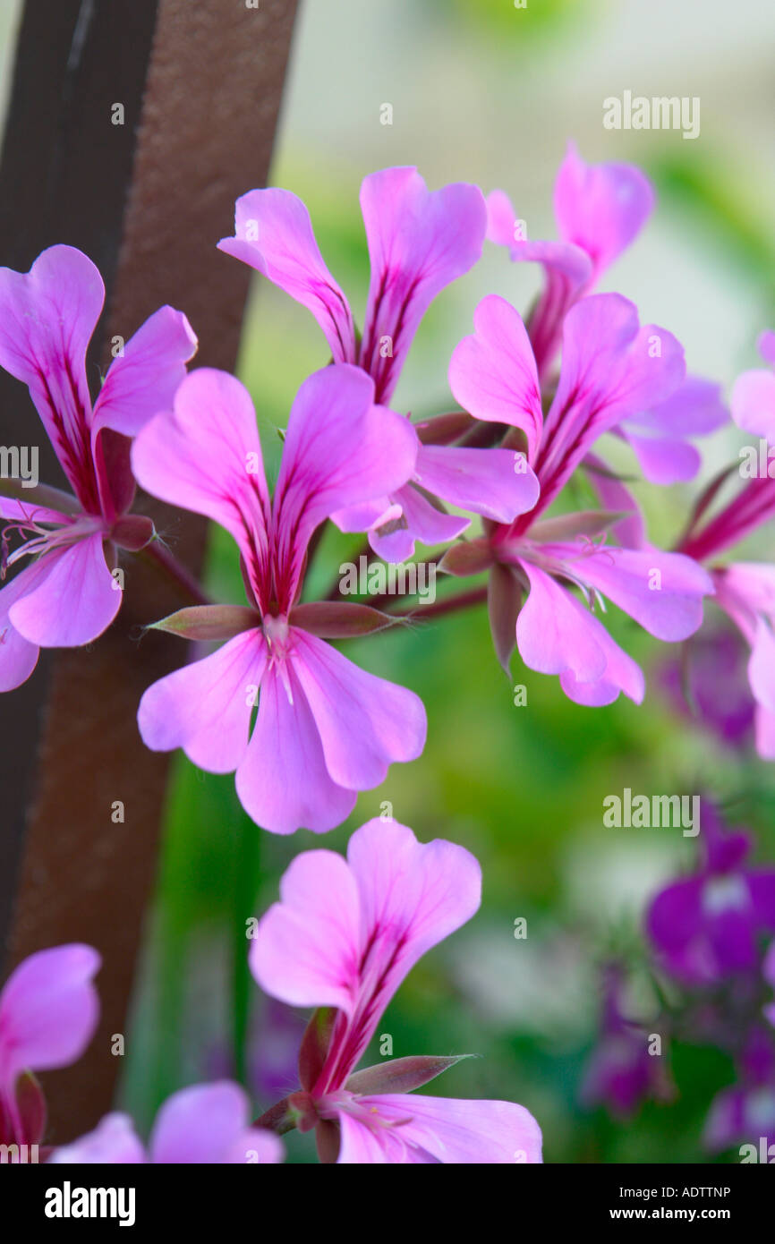 Geranium cultivar hi-res stock photography and images - Alamy