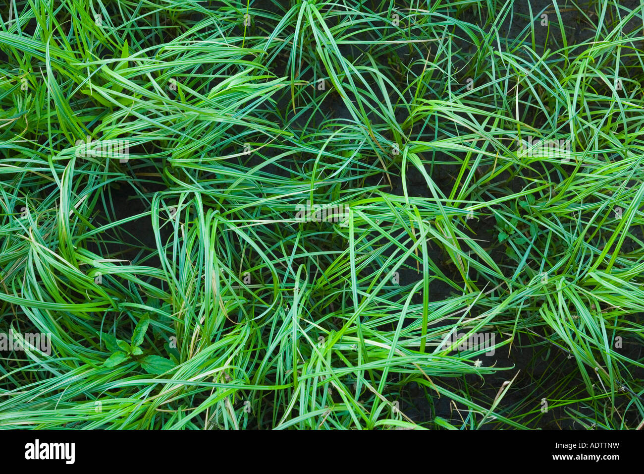 Outdoor pattern grass blades hi-res stock photography and images - Alamy