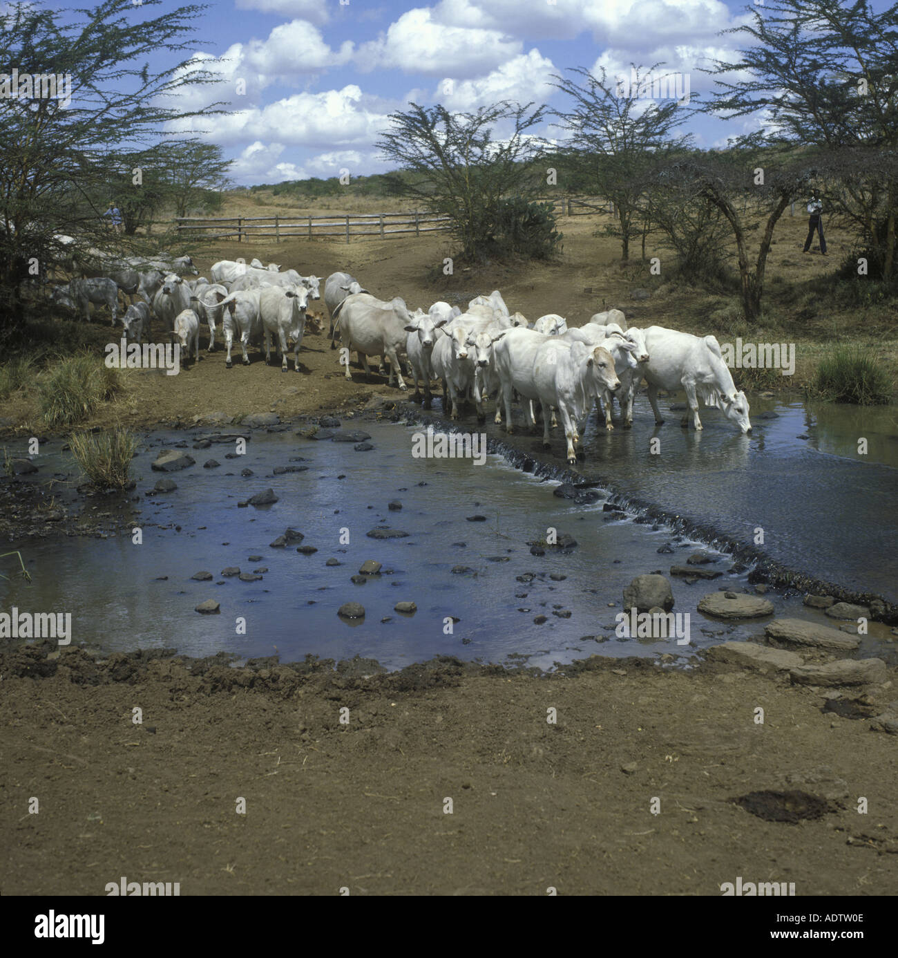 Cattle General Boran cattle herd at river Kenya Stock Photo - Alamy