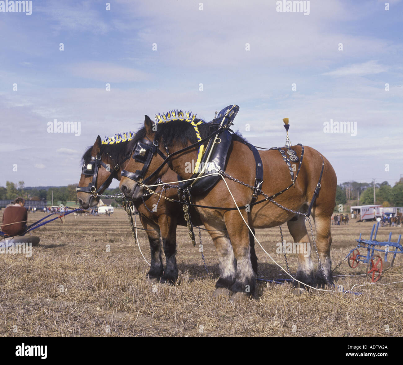 Ardennes horse horses hi-res stock photography and images - Alamy