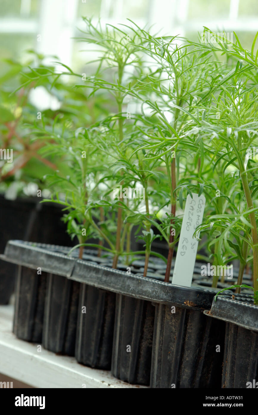 Cosmos seedlings hi-res stock photography and images - Alamy