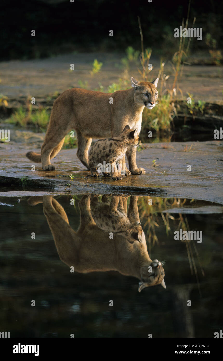 Lions cub reflection water hi-res stock photography and images - Alamy