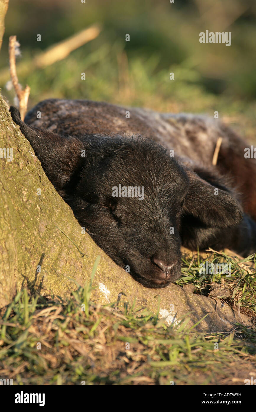 New born lamb resting its head on tree trunk Stock Photo - Alamy