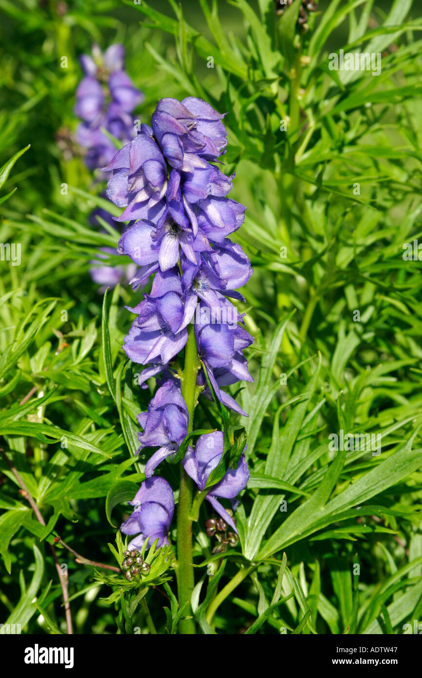 Flower of garden perennial plant Monkshood or Wolfs Bane Botanical name ...