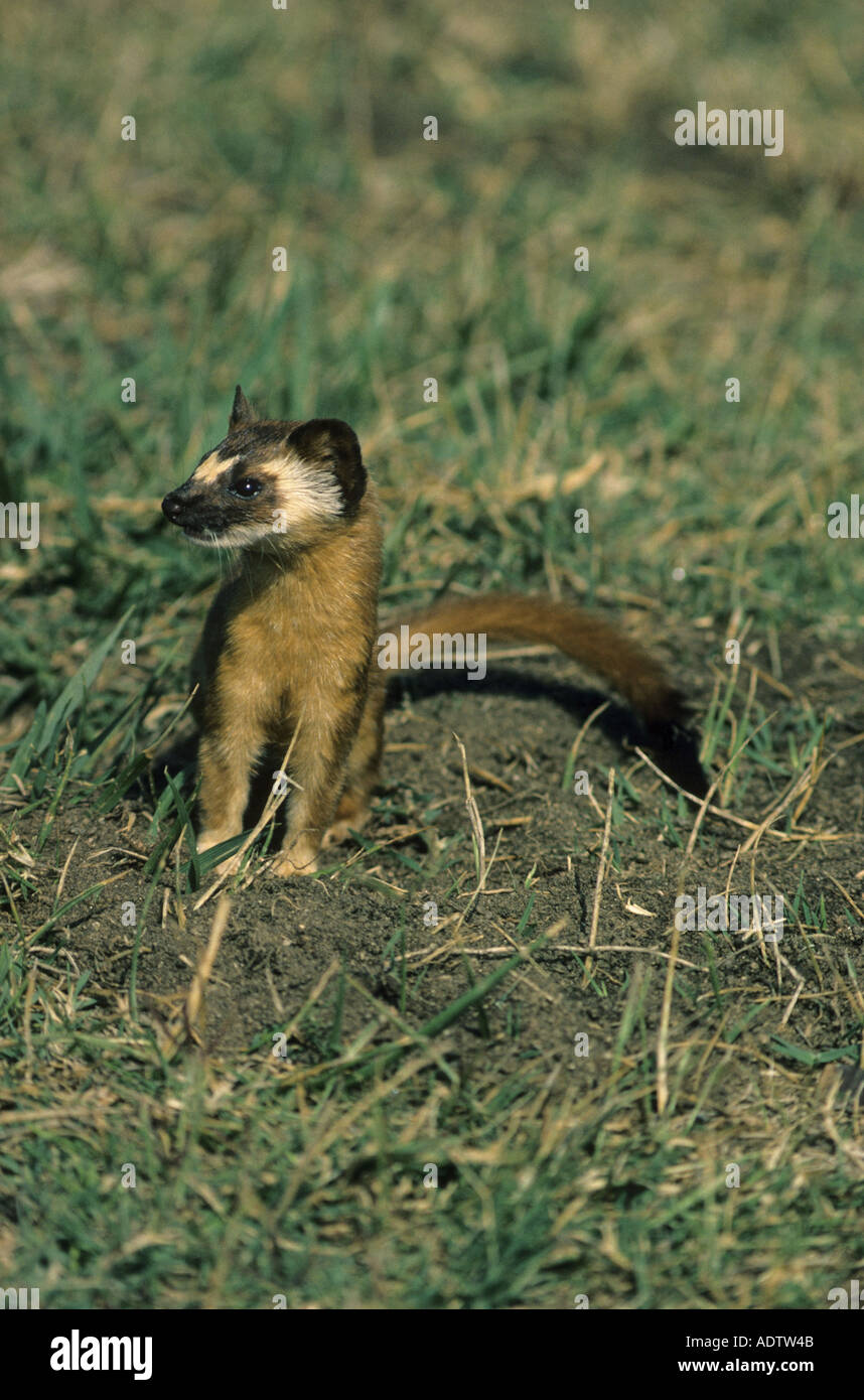 Long tailed Weasel Mustela frenata Southwest form Stock Photo - Alamy