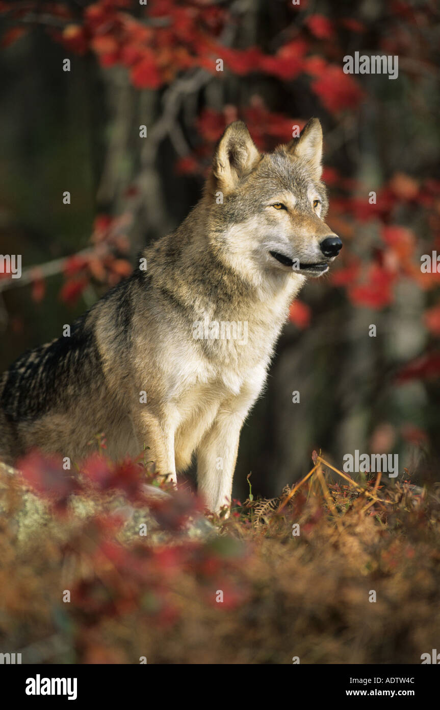 Sitting wolf hi-res stock photography and images - Alamy