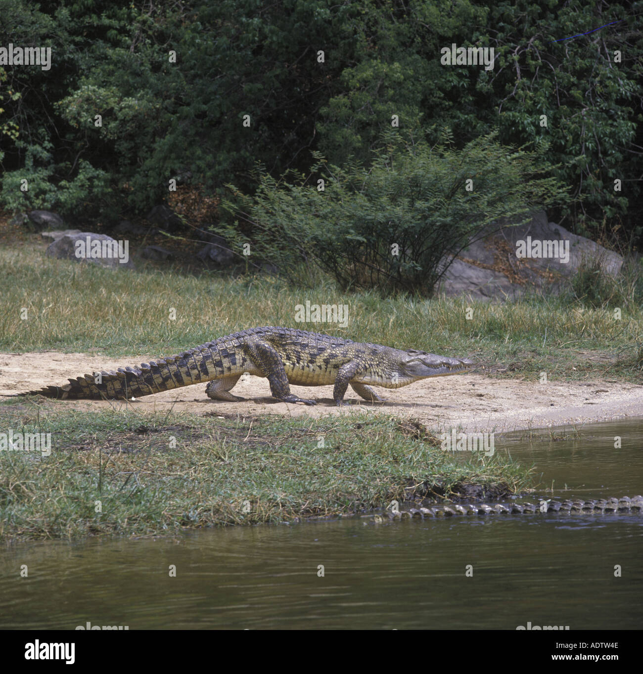 Nile crocodile walking hi-res stock photography and images - Alamy