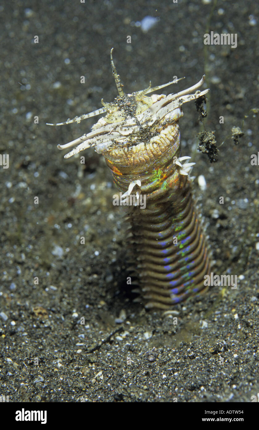 Bobbit Worm Eunice sp Buried in sand Air Prang Lembeh Straits Sulawesi ...