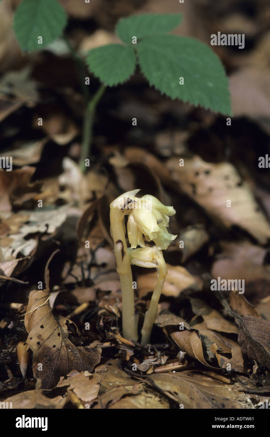 Saprophyte Stock Photos & Saprophyte Stock Images - Alamy