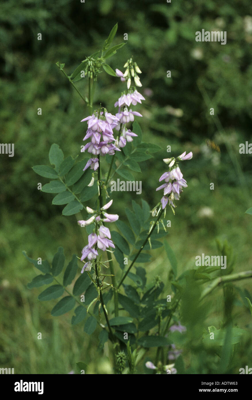 Goat s Rue Galegra officinalis Flowering Stock Photo - Alamy