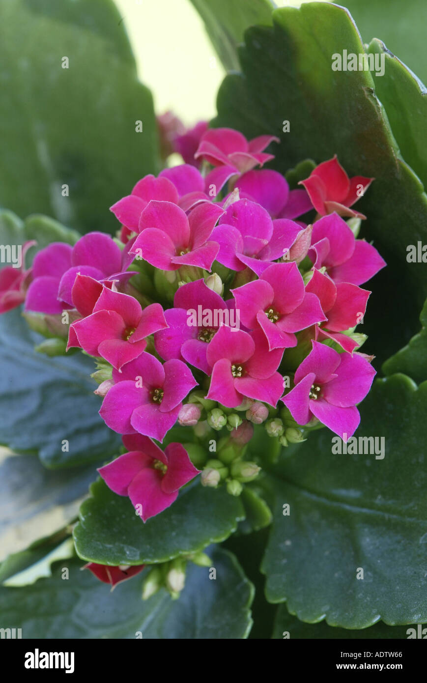 Kalanchoe blossfeldiana In flower Stock Photo - Alamy