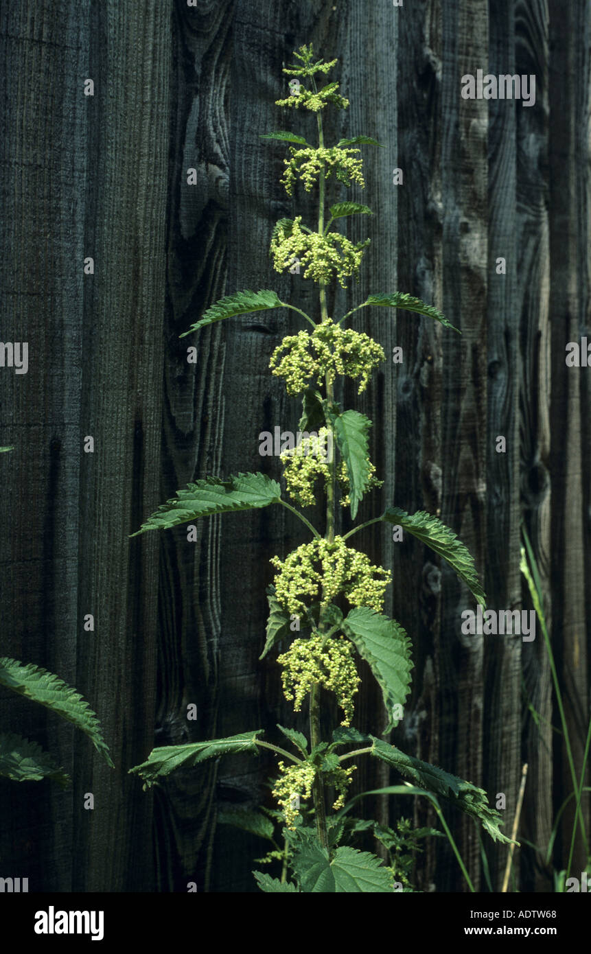 Stinging Nettle Urtica dioica Leaves and seeds Stock Photo - Alamy