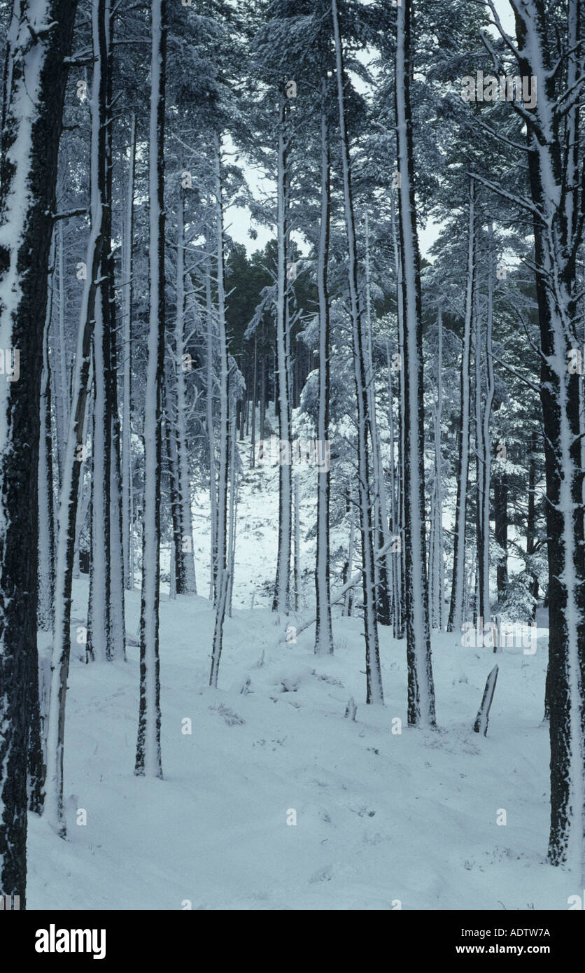 Coniferous Forest Caledonian Forest in winter Scotland Stock Photo - Alamy