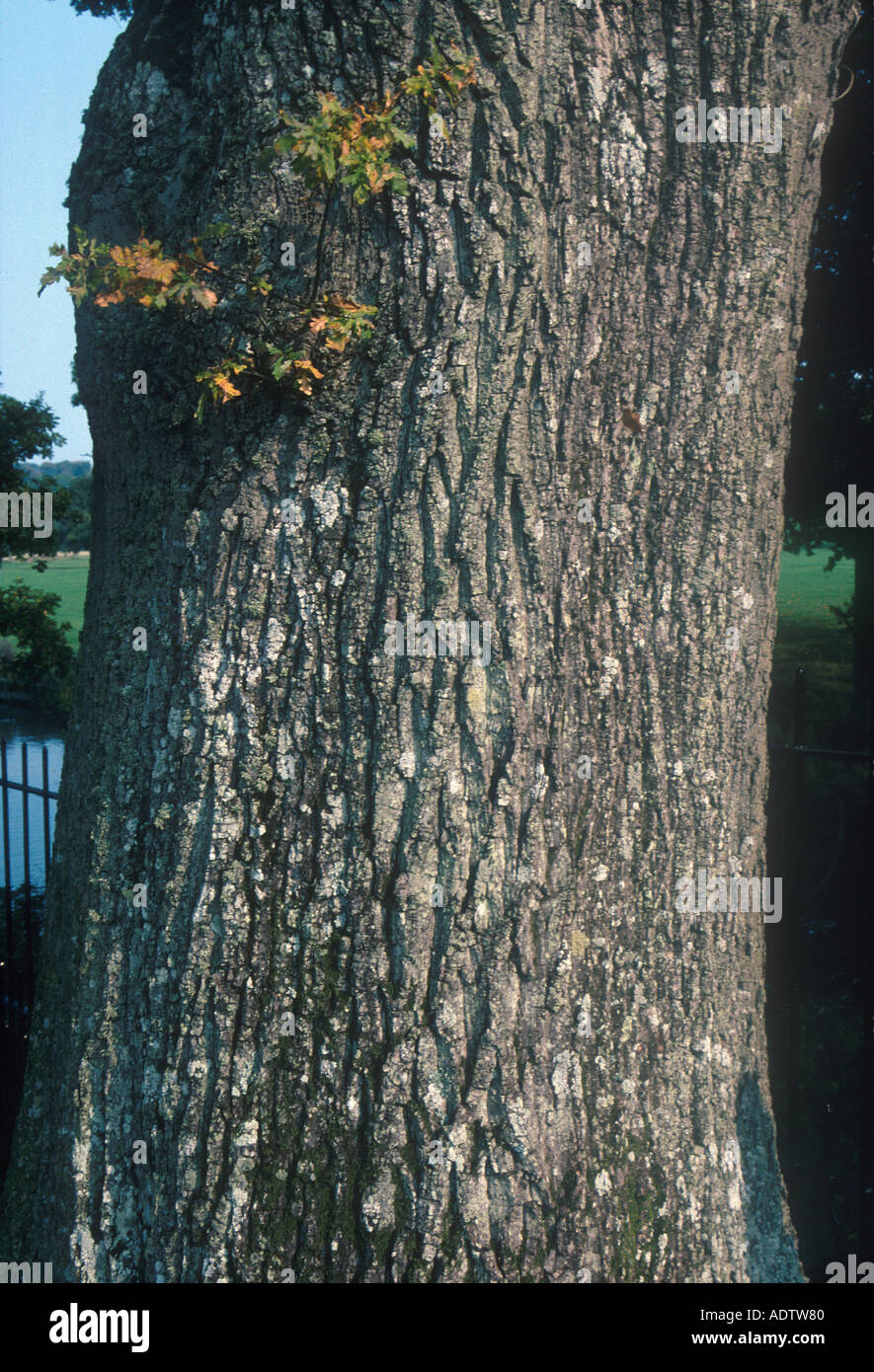 Common Oak Tree Quercus robur Trunk and bark Stock Photo - Alamy