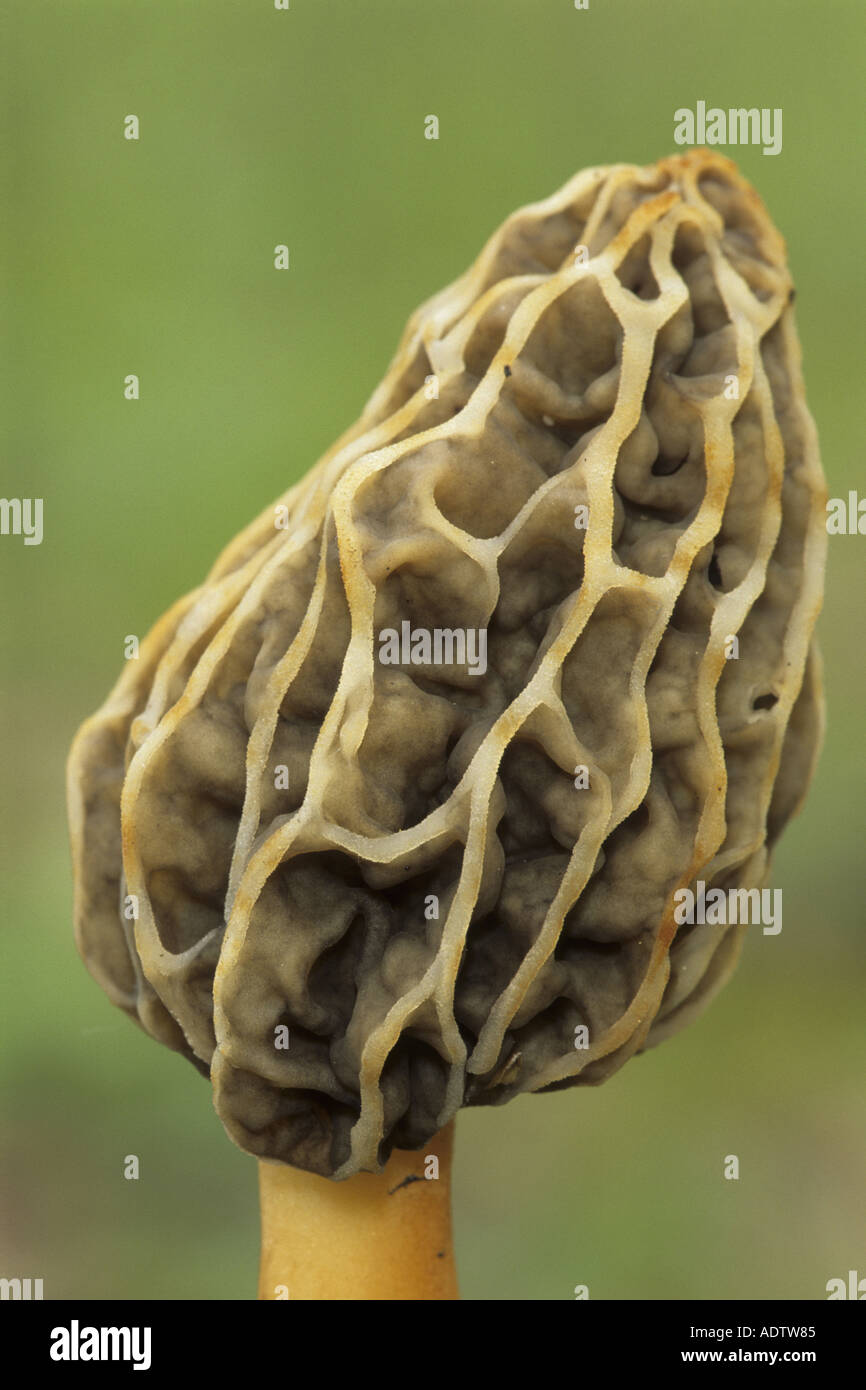 Grey morels hi-res stock photography and images - Alamy