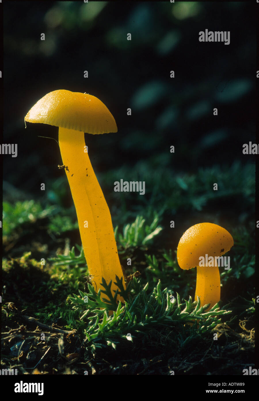 Hygrocybe chlorophana golden waxcap hi-res stock photography and images ...