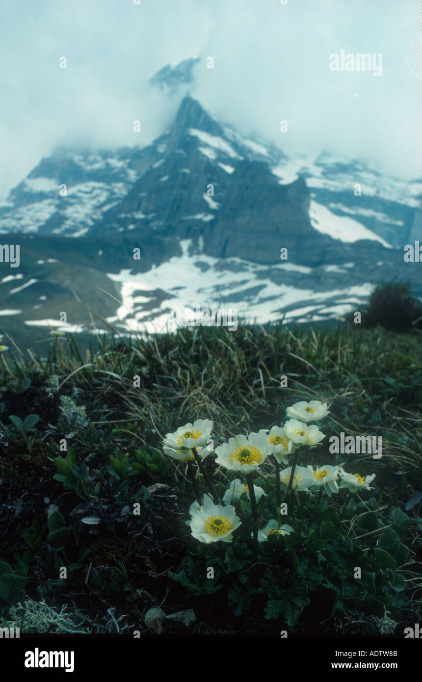 Alpine buttercup ranunculus alpestris hi-res stock photography and ...