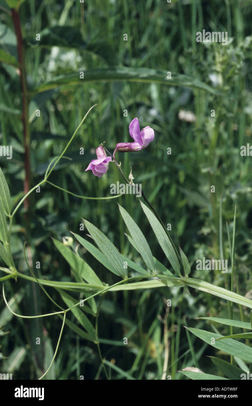 Marsh Pea Lathyrus palustris In flower Stock Photo - Alamy