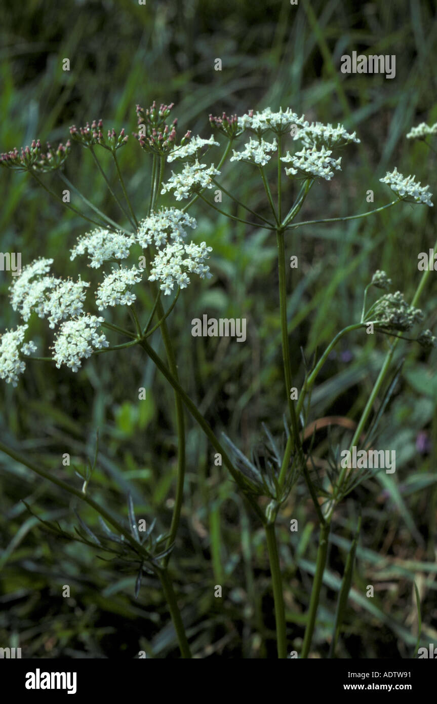 Pignut Flower Conopodium majus Close up in flower Stock Photo - Alamy