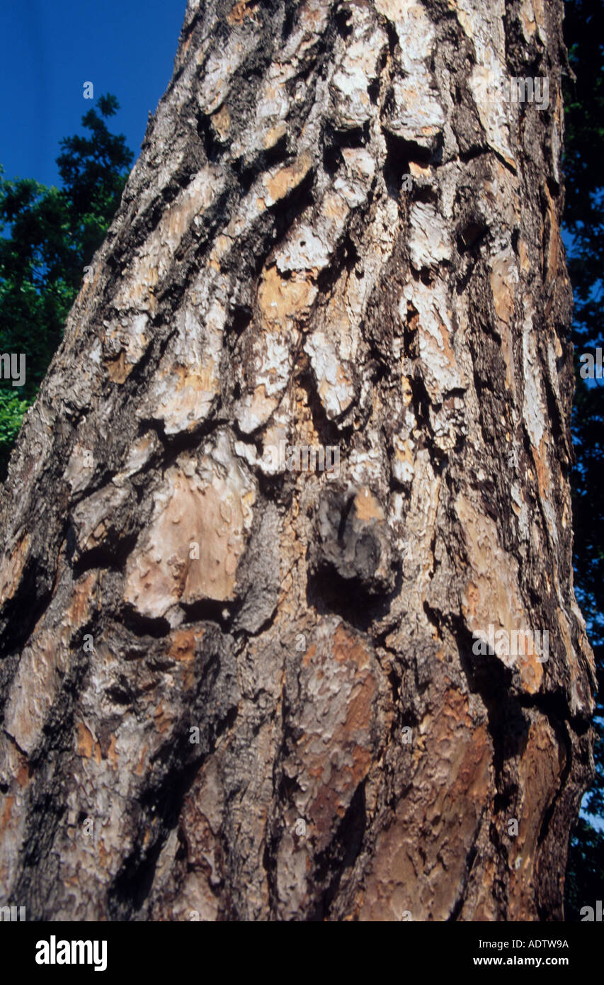 Pinus pinea Bark 1 95 7 57 S Stock Photo - Alamy