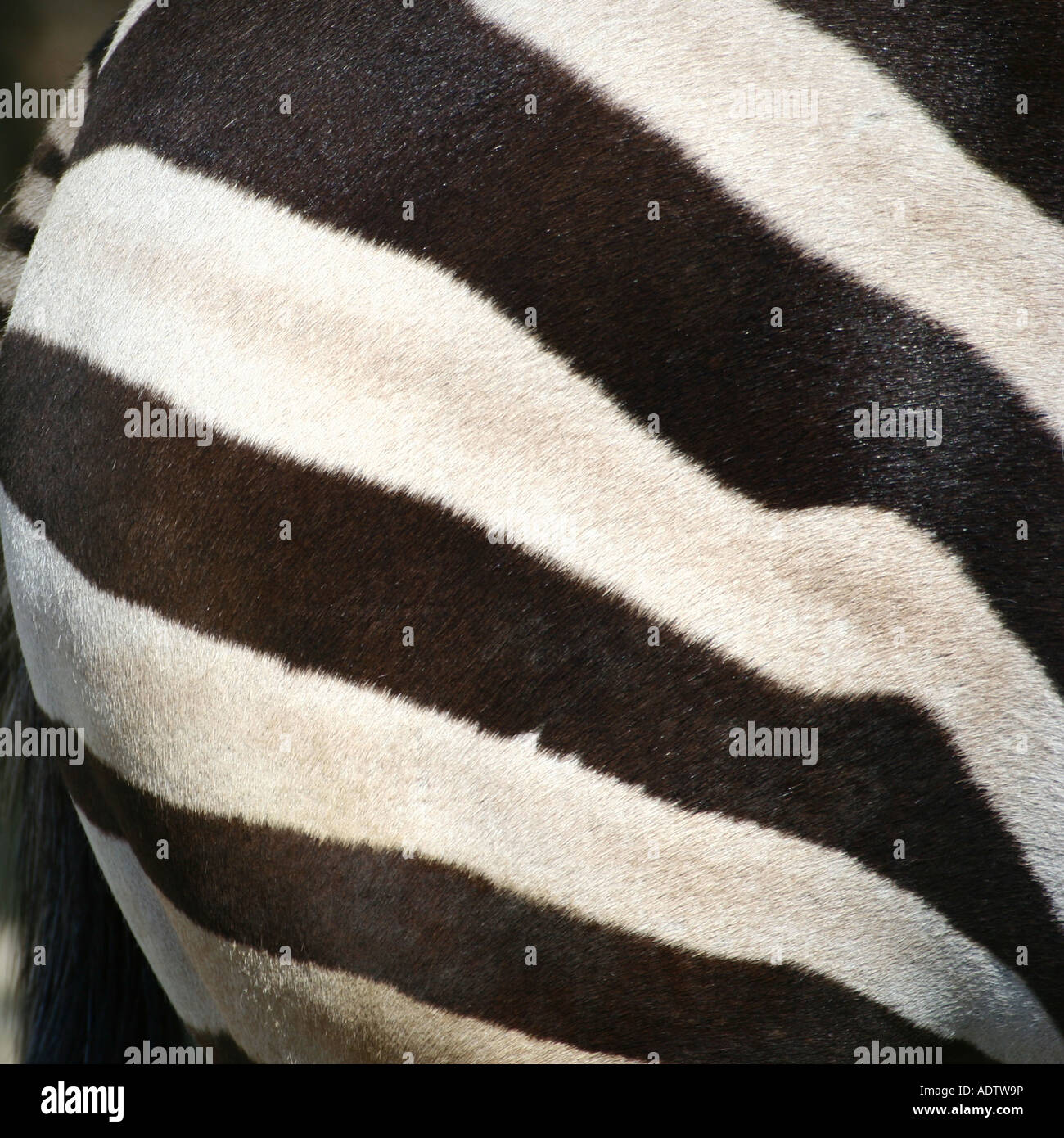 Zebra bum hi-res stock photography and images - Alamy