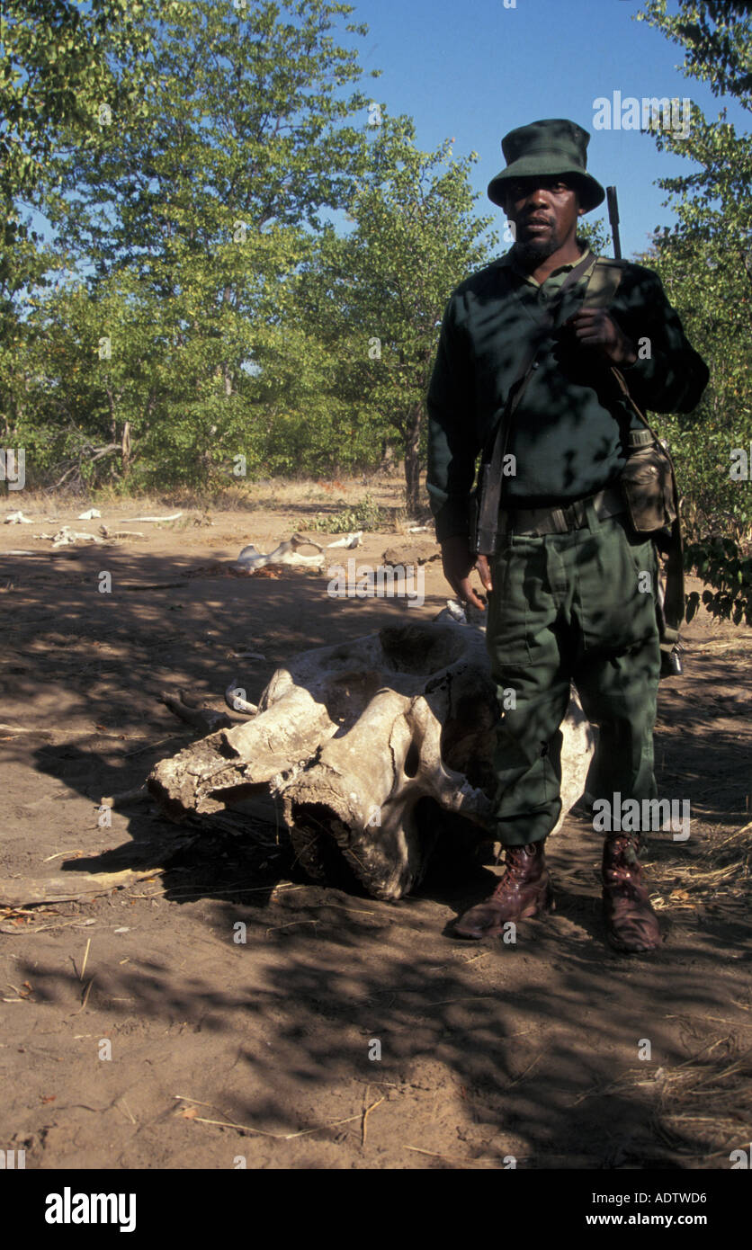 Dead animals hi-res stock photography and images - Alamy