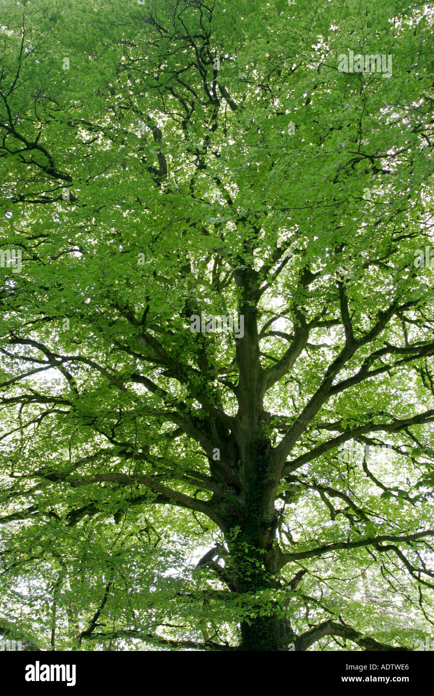 Mature european beech tree fagus hi-res stock photography and images ...