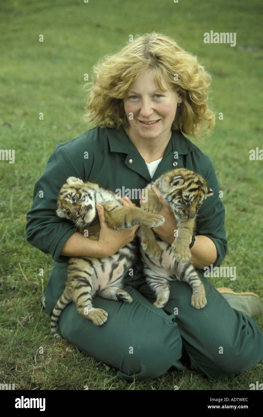 People Animals Month old Bengal Tiger cubs with their Zoo Keeper Stock ...