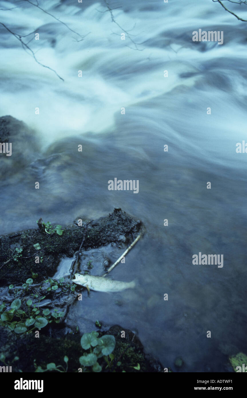 River Pollution Acid Rain Dead Trout in polluted burn Scotland Stock ...