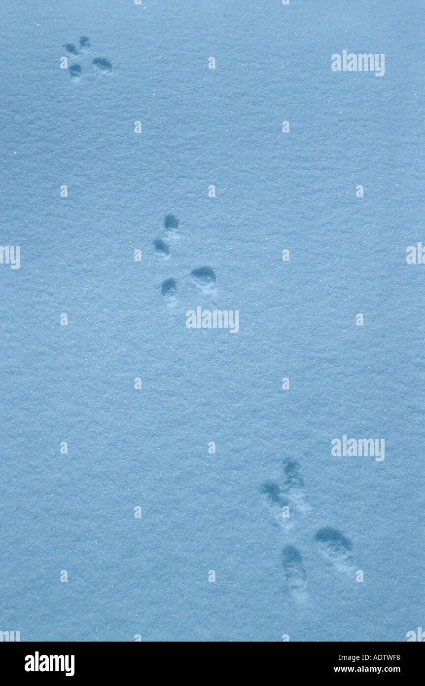 Squirrel footprint hi-res stock photography and images - Alamy