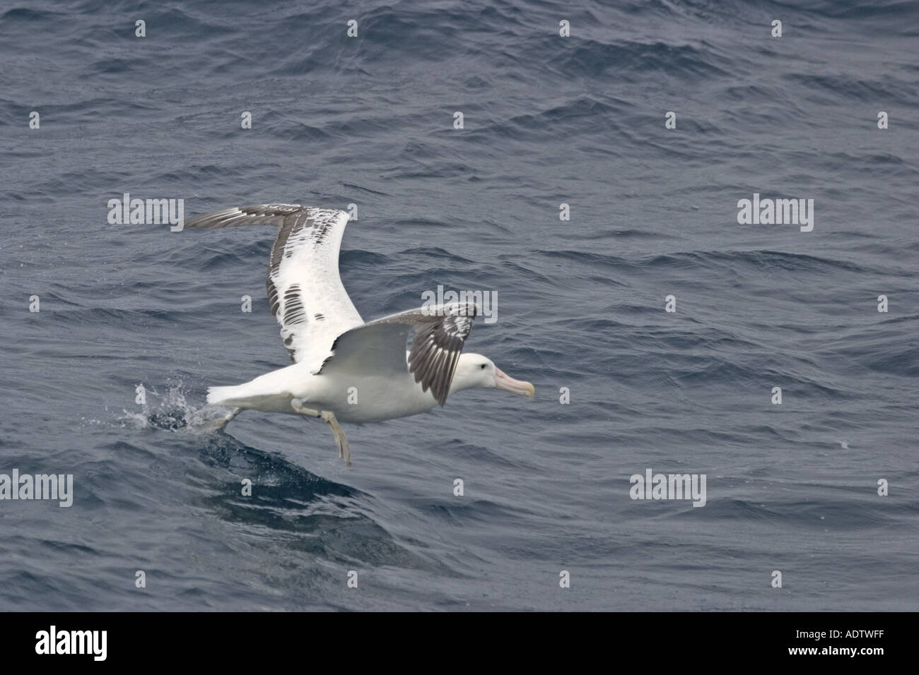 Wandering albatross taking off hi-res stock photography and images - Alamy