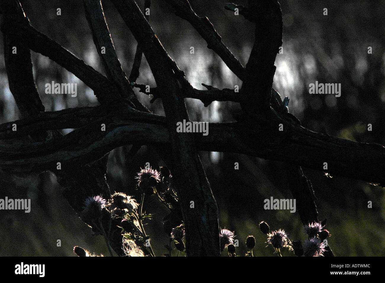 Dead Trees with fish flies Stock Photo - Alamy