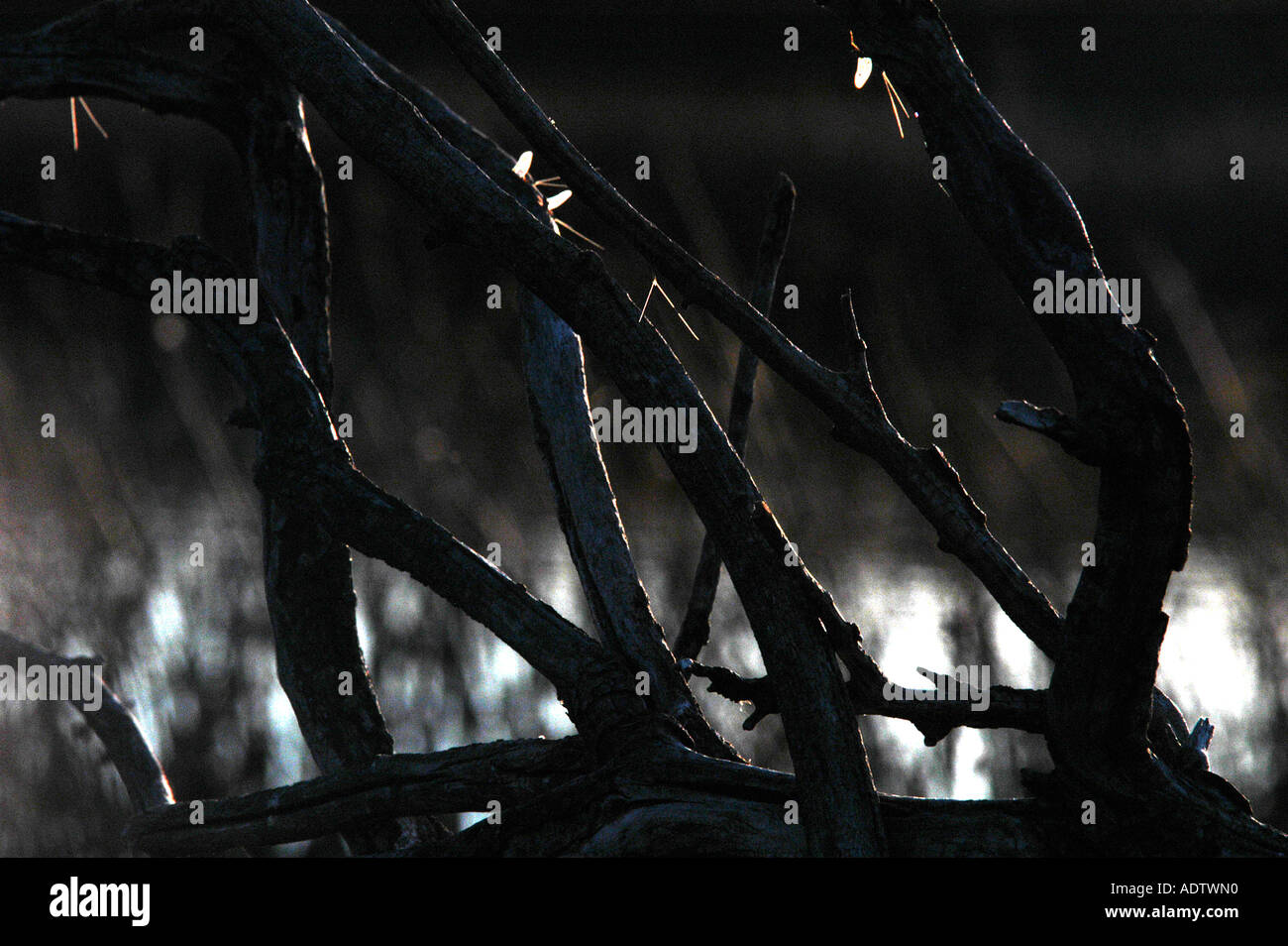 Dead branches by the pond Stock Photo - Alamy