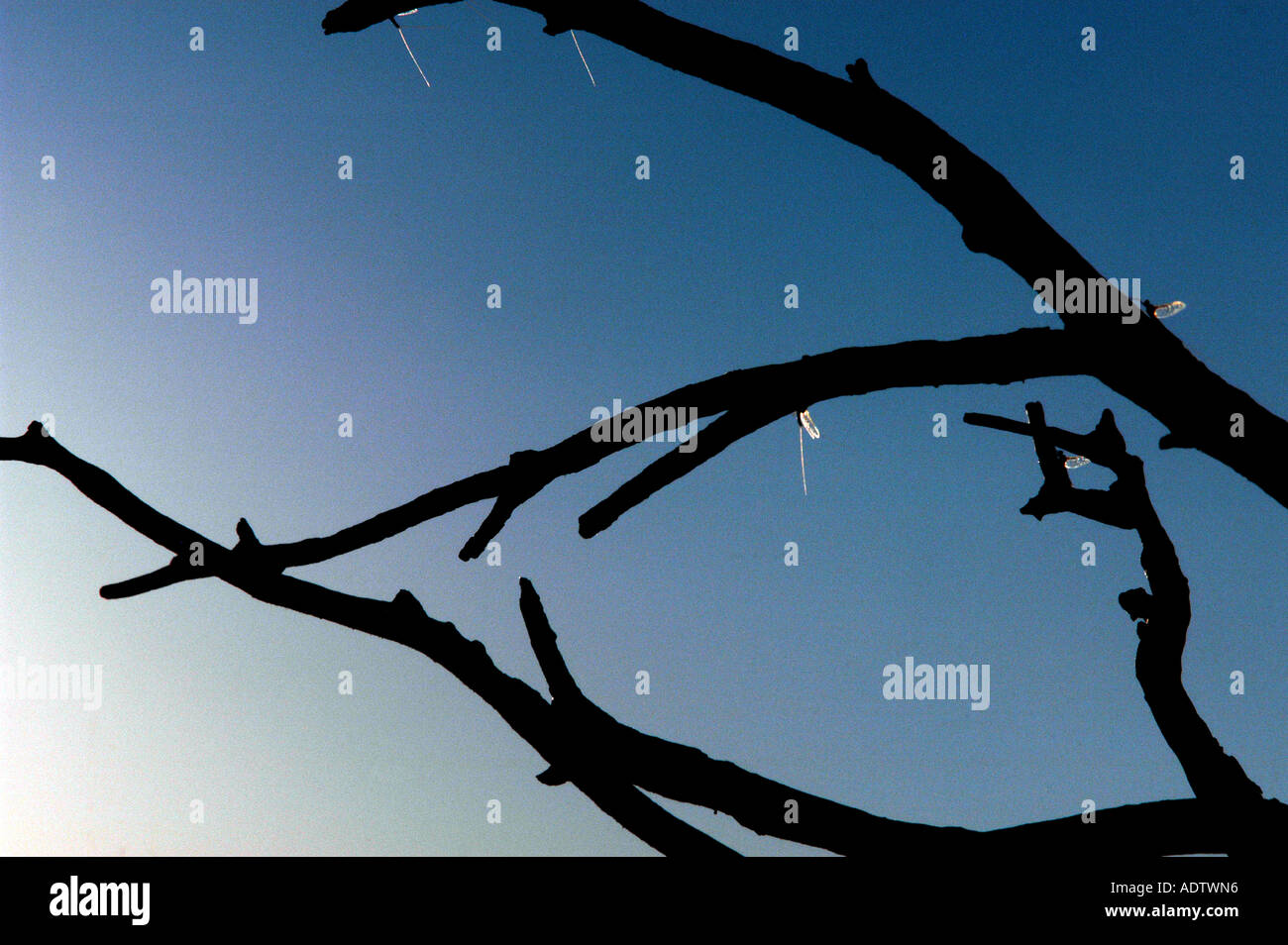 Dead Tree with Life Stock Photo - Alamy