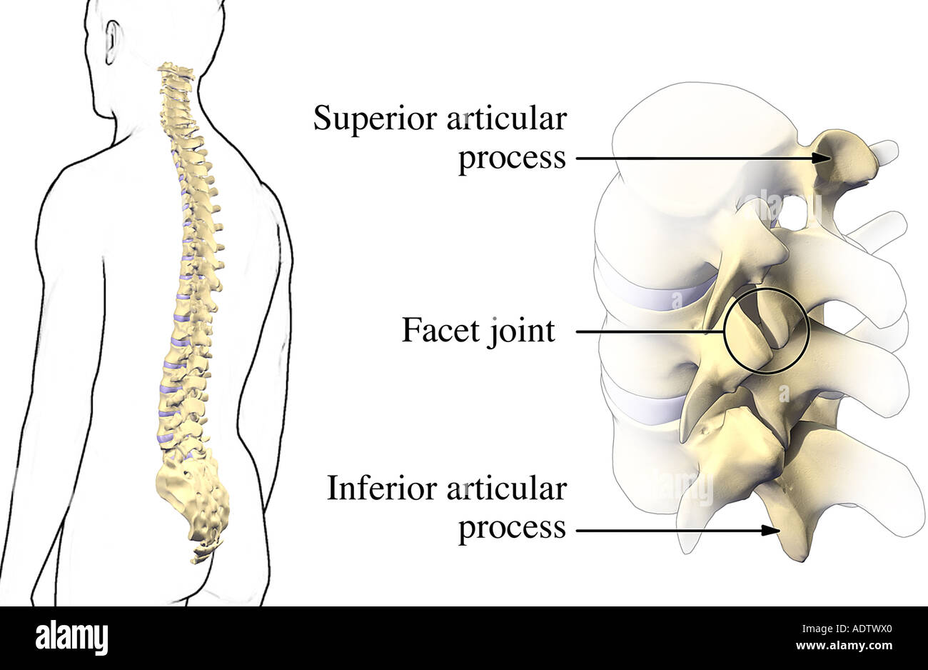 Superior articular facet hi-res stock photography and images - Alamy