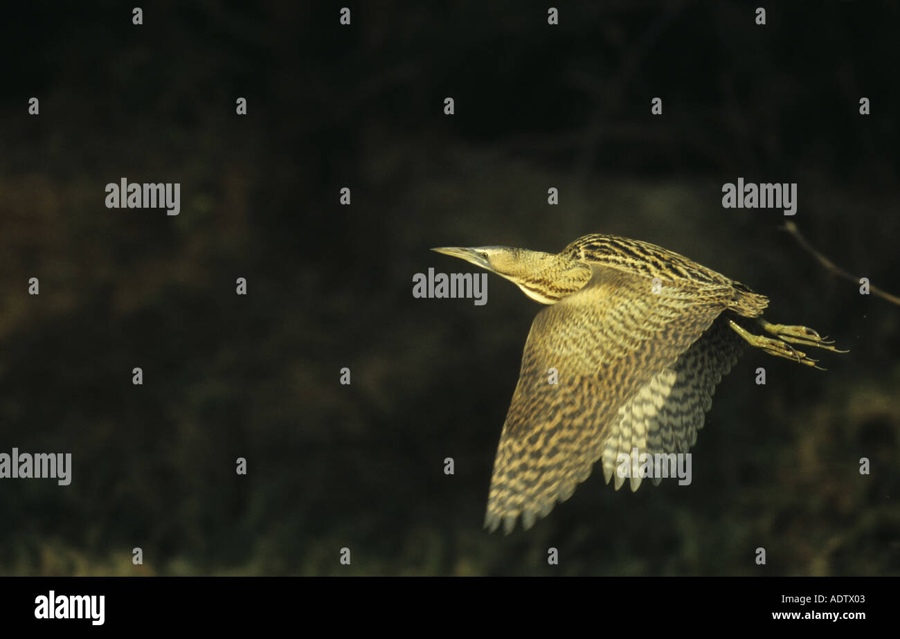 Bitterns wings hi-res stock photography and images - Alamy