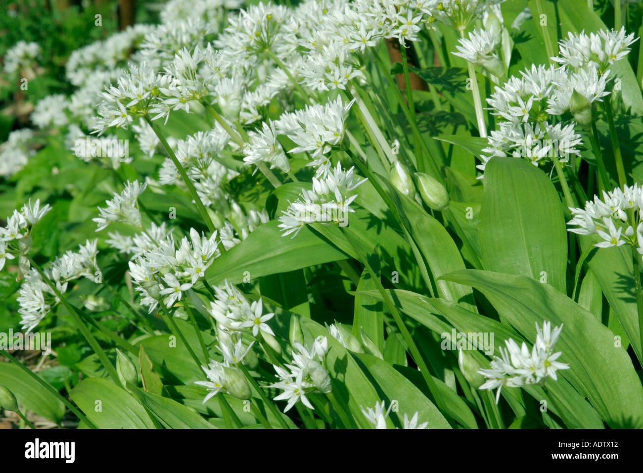 White flowers of Ramsons or wild garlic plant Botanical name Allium ...