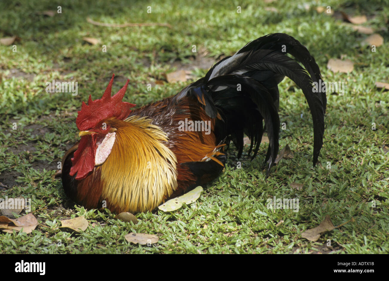 Australian gamebirds hi-res stock photography and images - Alamy